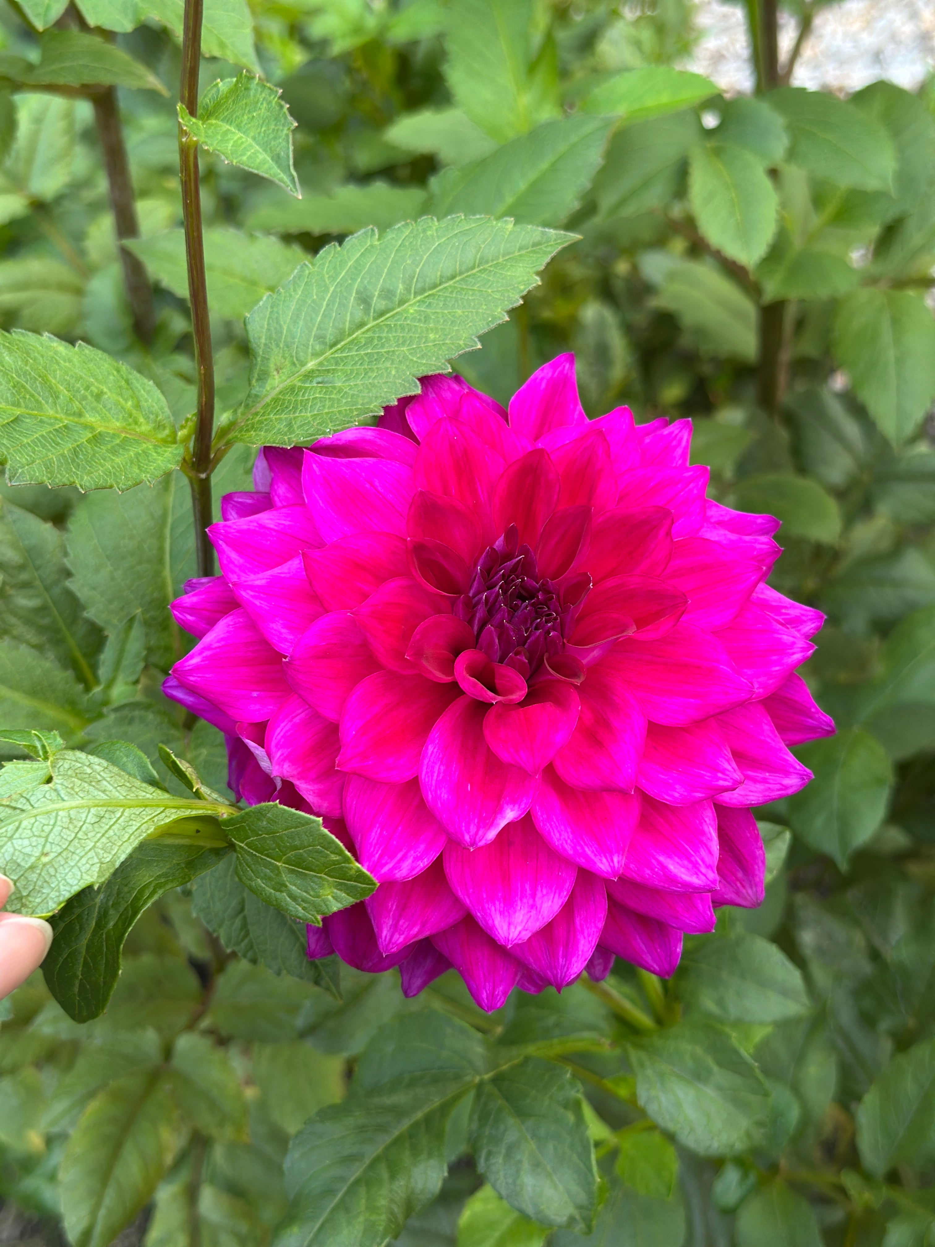 Wyn's Feisty Freda – Stonewall Dahlias and Flower Farm, LLC