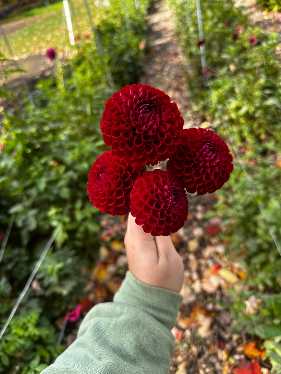 Grayval Shiraz – Stonewall Dahlias and Flower Farm, LLC