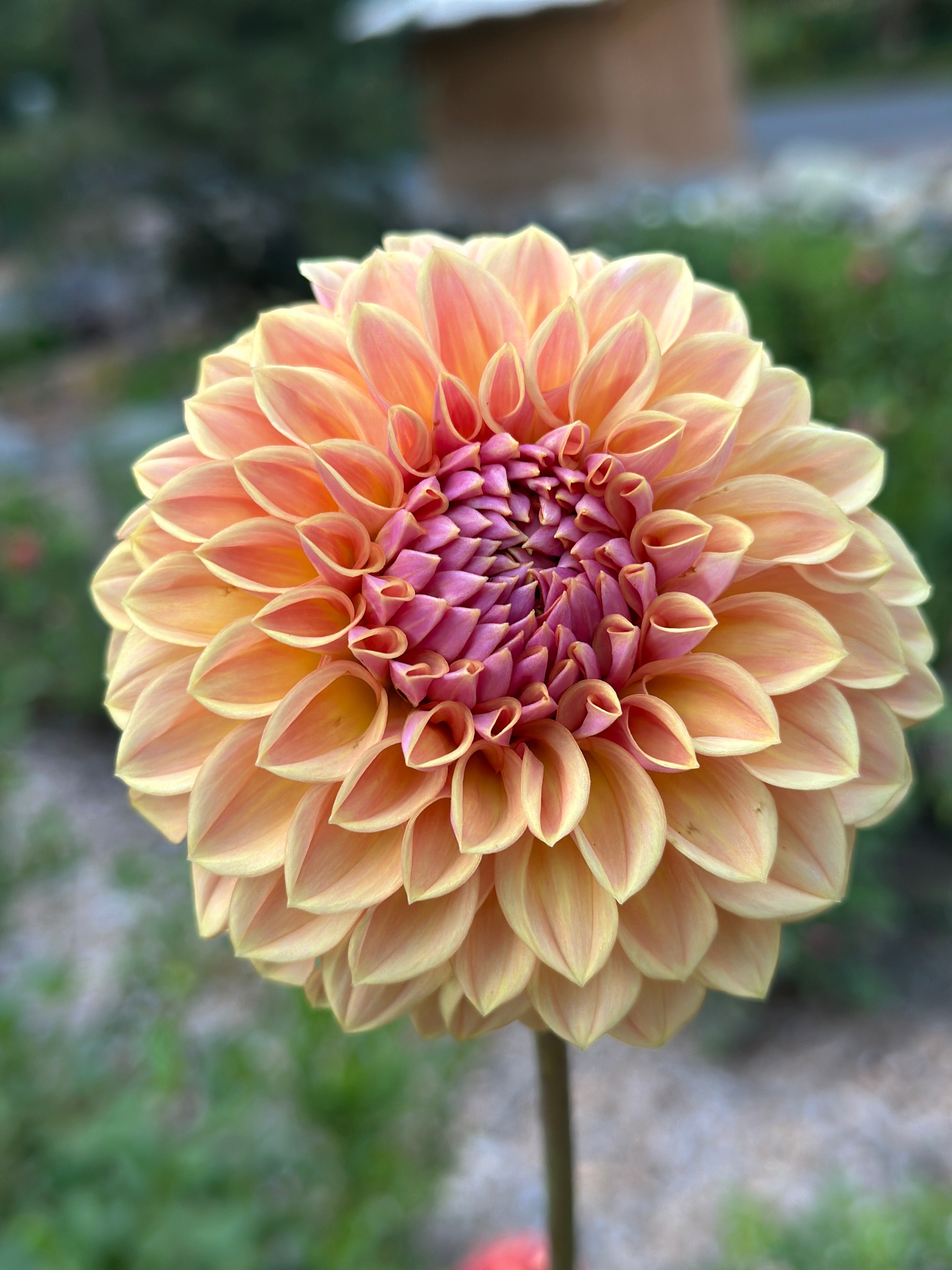 RM Summer Haze – Stonewall Dahlias and Flower Farm, LLC